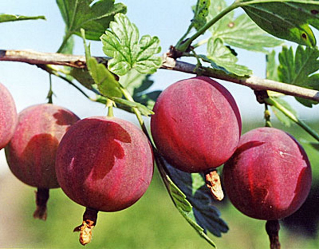 Karusmari 'Smena' - Pruuli puukool